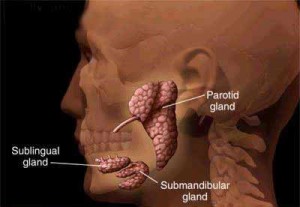 Parotid Gland - ENT Clinic Sydney